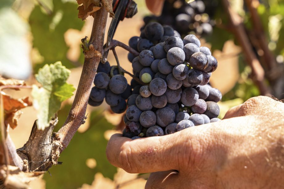 Los ciclos de vida de la vid - BeDrinks