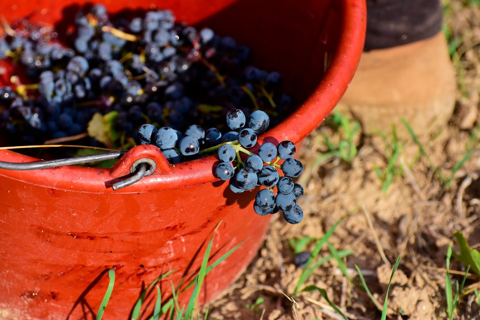 Variedades de uvas tintas españolas - BeDrinks